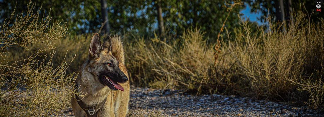 Mapa Negocios dog friendly en El Burgo de Ebro | SrPerro