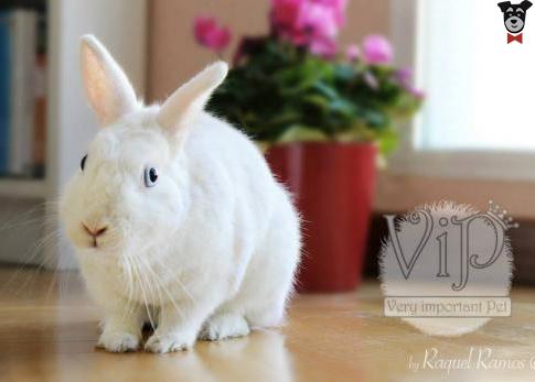 Very Important Pet - fotografía de mascotas