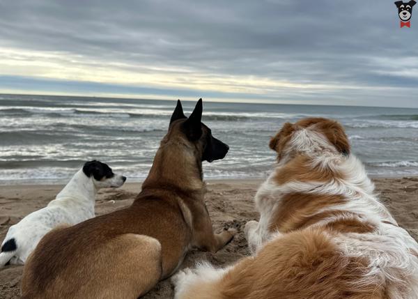 K9 Personal Dog Trainer