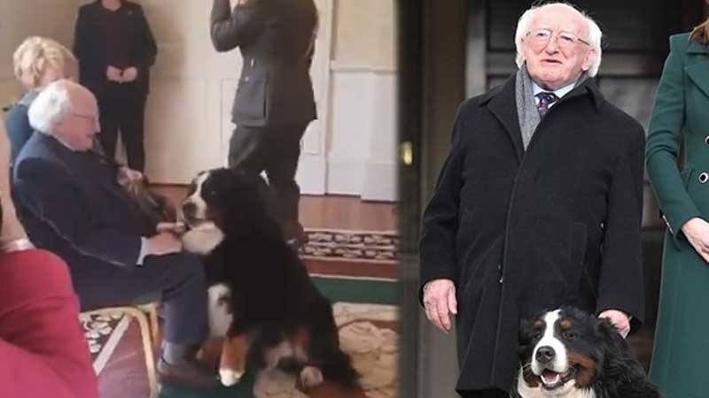 El (gran) perro del Presidente de Irlanda se cuela en una reunión ...