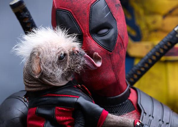 Dogpool, la estrella canina de Deadpool & Wolverine, es en realidad ...