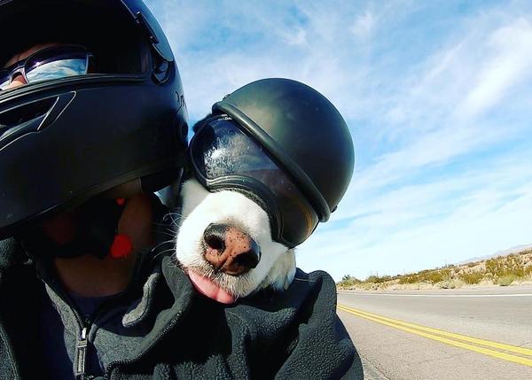 Un Husky motero y su humano: una pareja que hace soñar con emprender ...
