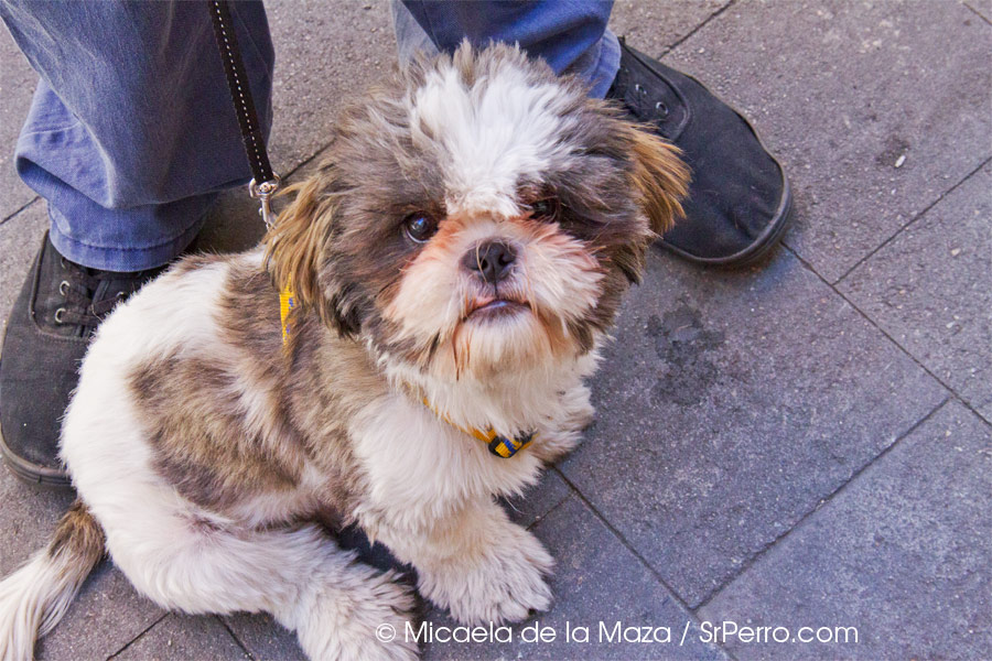 Encuentros perrunos en Chueca: Leo, un cachorrito de Shih Tzu | SrPerro ...