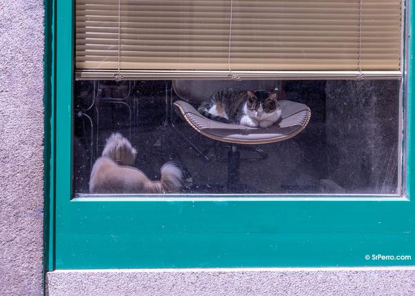 Interactuar con nuestro perro o nuestro gato mejora el bienestar ...