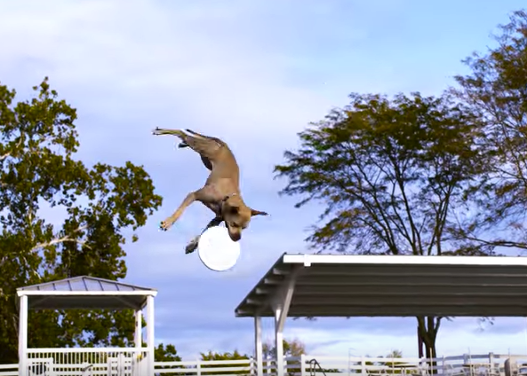 Flying disc, agility, dock diving: espectaculares imágenes de las ...