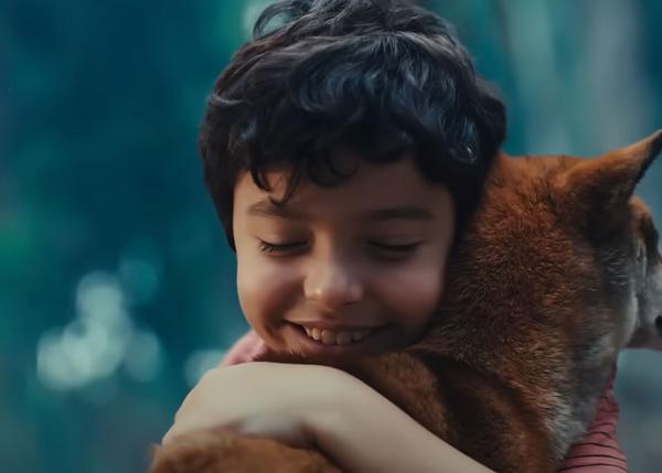 La historia de Run Run, el zorro que fue rescatado al confundirlo con ...