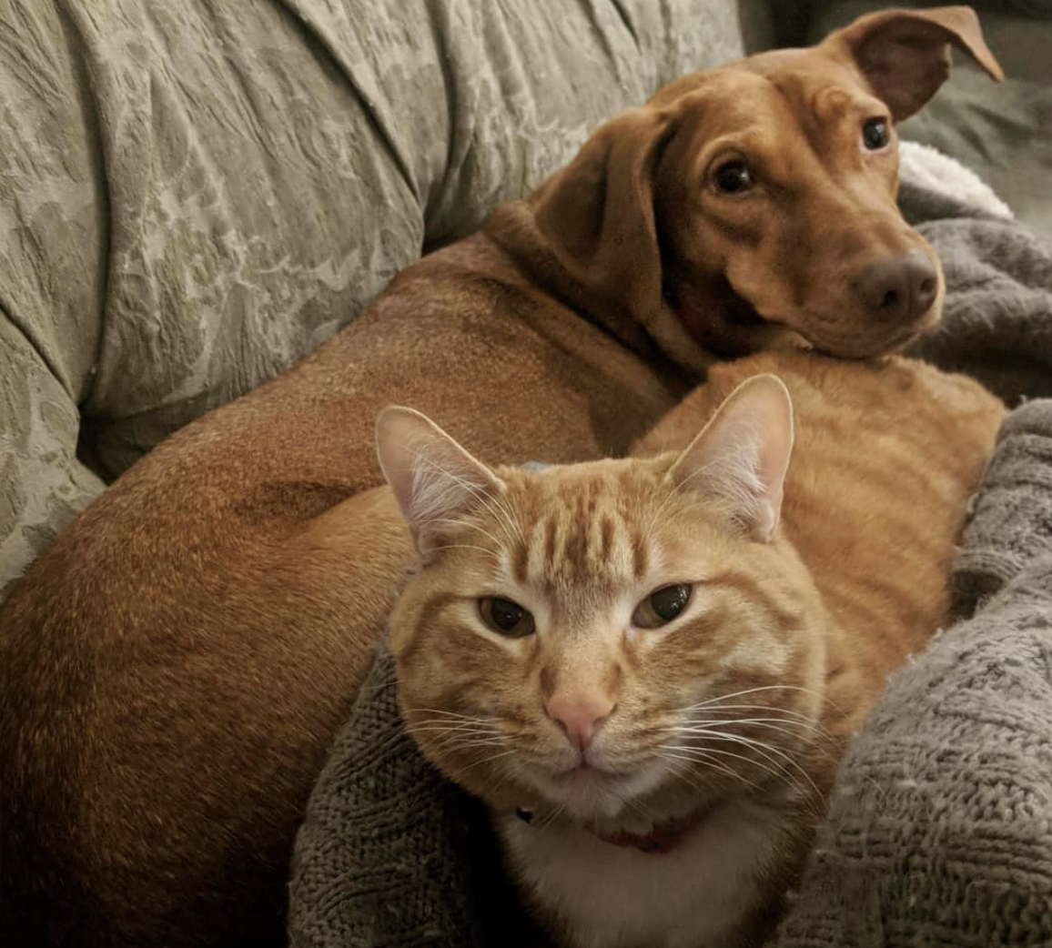 Los arrumacos "secretos" de una perra y un gato captados por una webcam ...