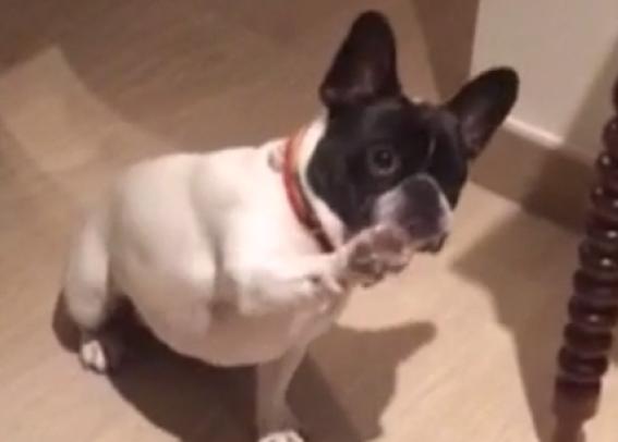 Benito, el perro facha, estrella de internet gracias a Pablo Iglesias