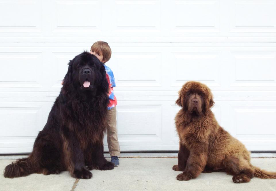 Estrellas caninas (y humanas) en instagram: Julian, Max y ahora también ...