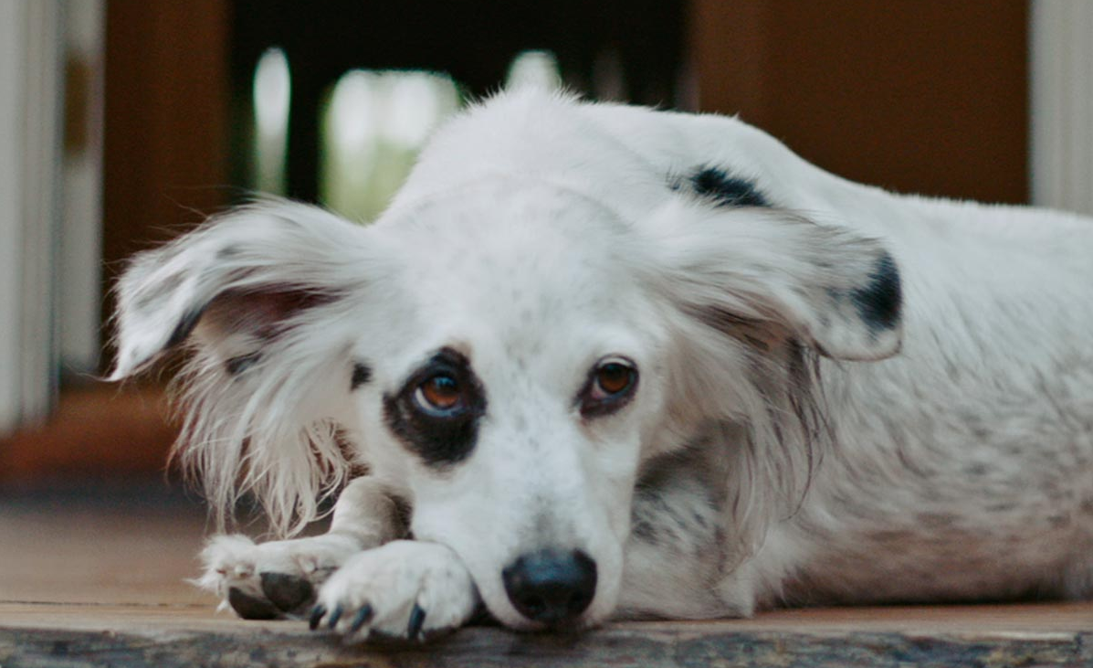 Un simpatiquísimo homenaje a la primera perra astronauta que regresó ...