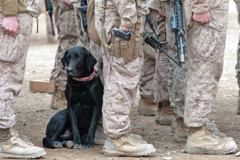 Los héroes caninos de EEUU: Los perros soldado