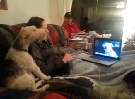 El perro que aullaba... al ordenador, también conocido como el perro ...