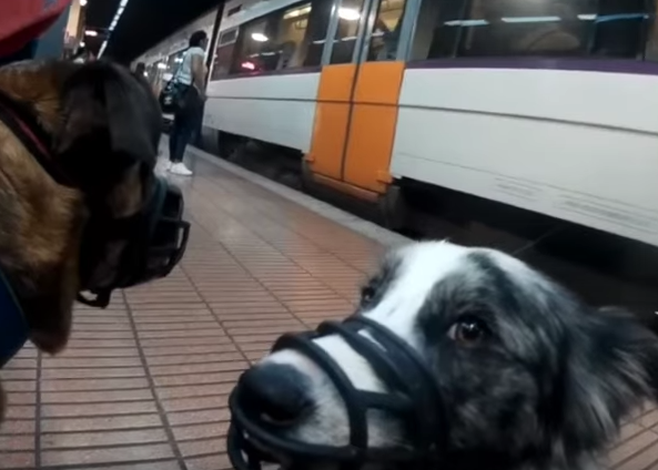 Cómo viajar en transporte público con perro: el bozal, las escaleras ...