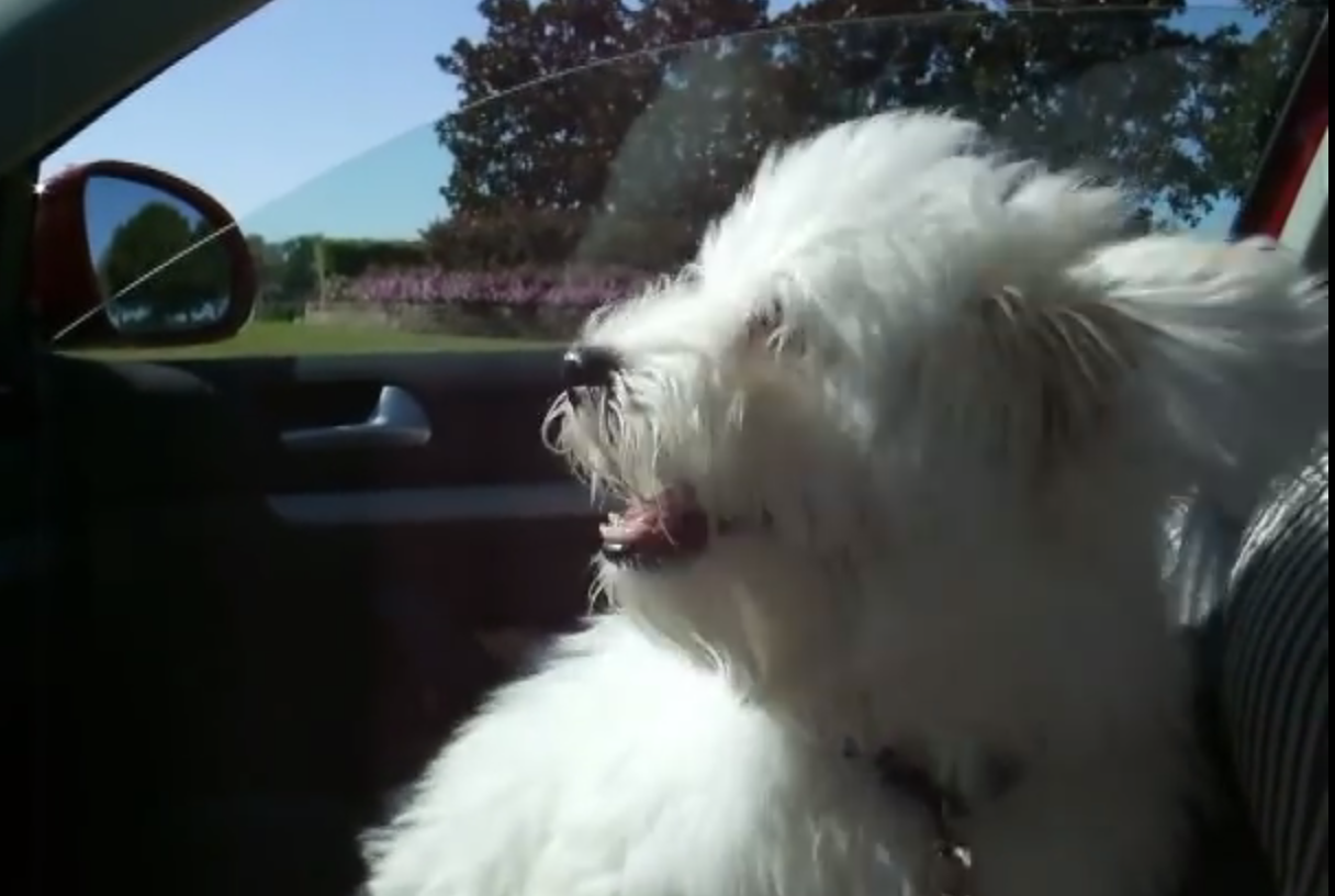 El aire acondicionado disfrutado -y también comido- por los perros ...