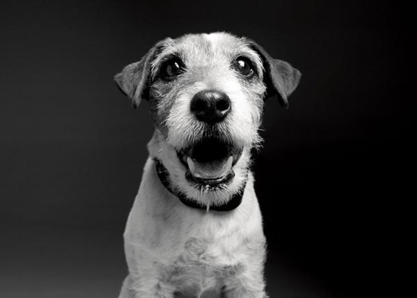 El perro que acarició el Oscar: algunos de los mejores momentos del ...