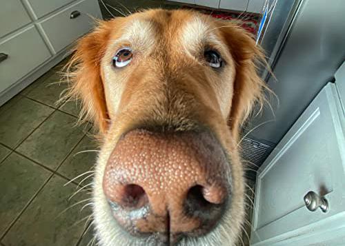 "Happy Dog", el temazo viral que inspira a miles de perros felices en ...