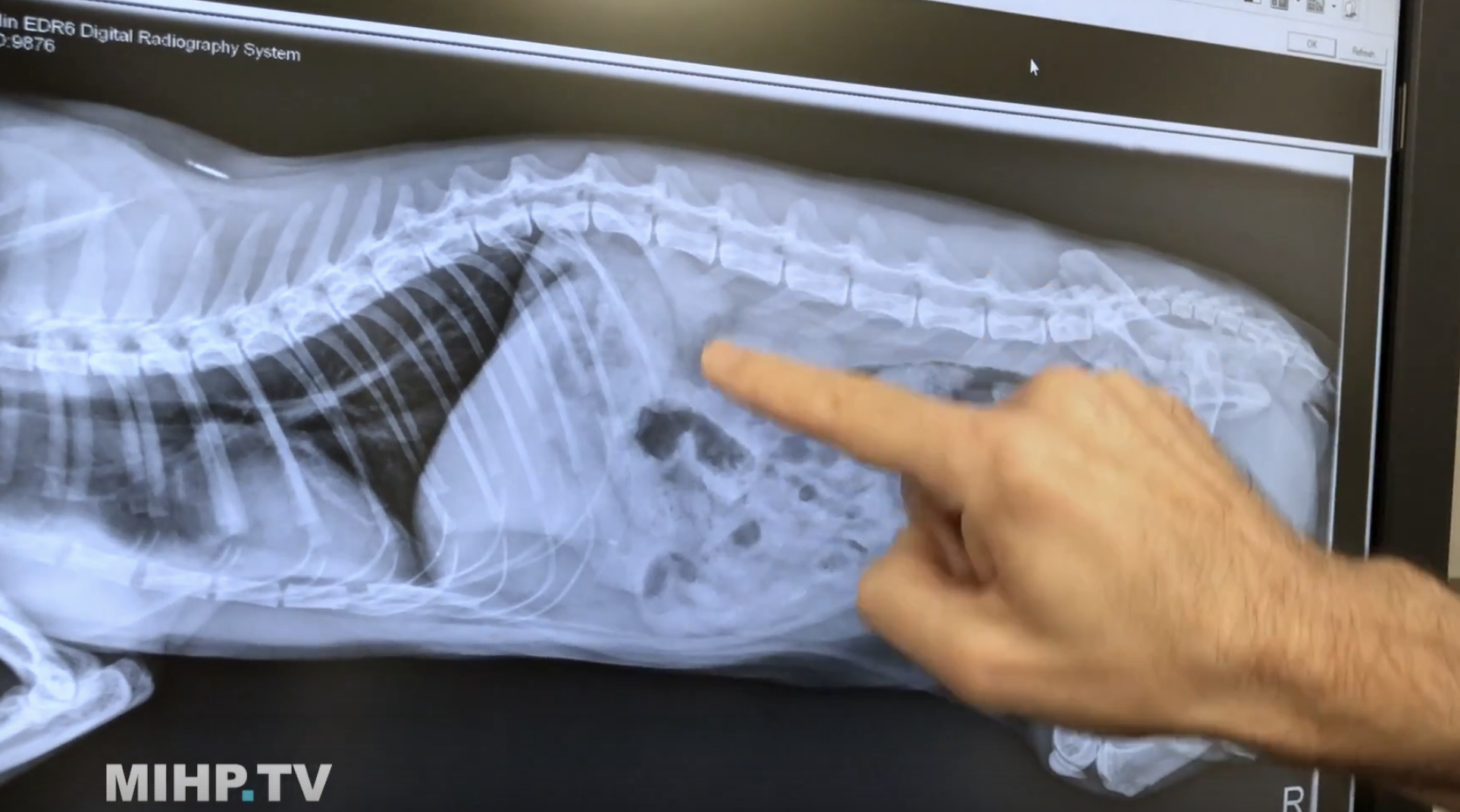 ¿Cómo miran los veterinarios dentro de nuestros perros? Radiografías ...