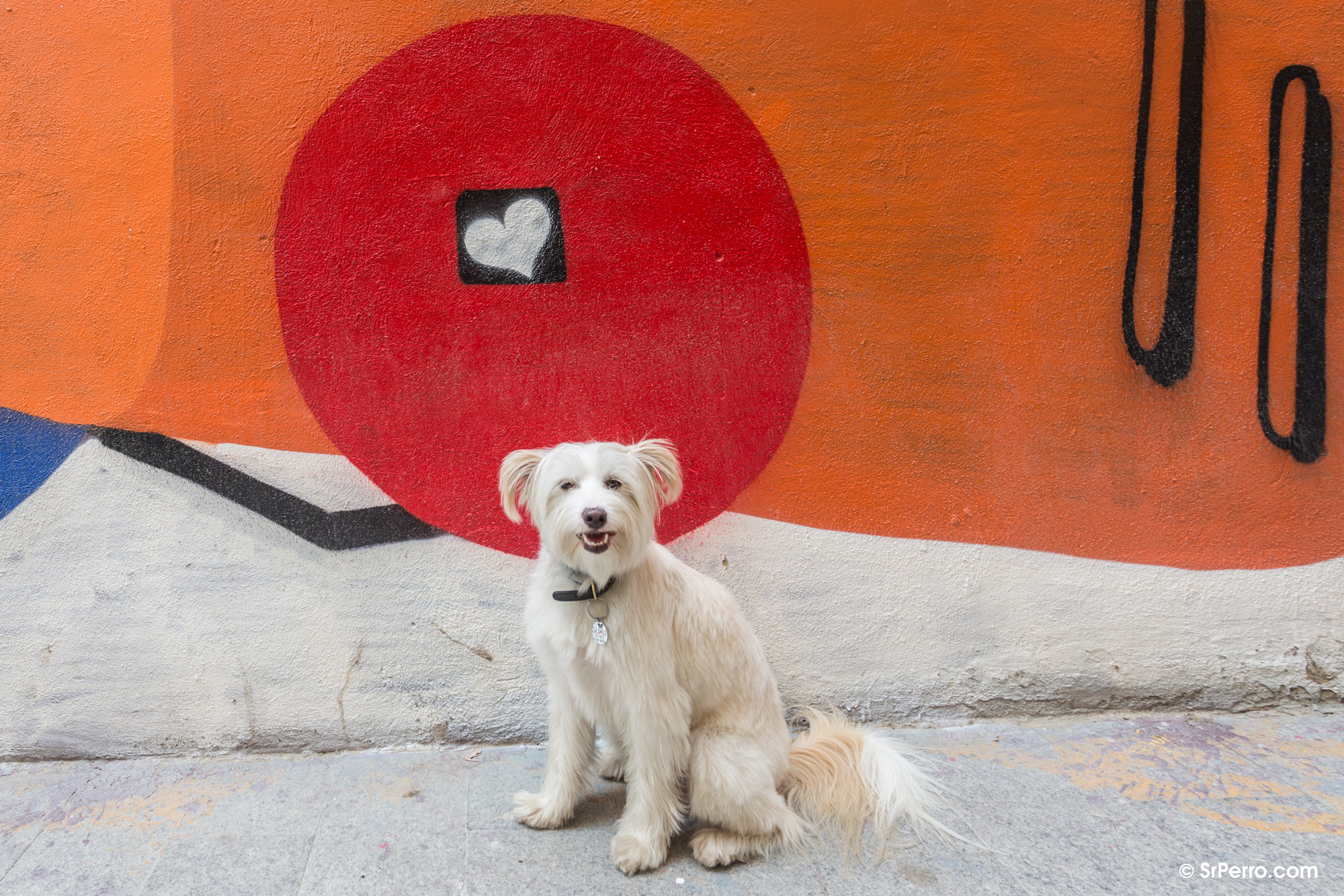 El mejor regalo para tu perro | SrPerro.com, la guía para animales urbanos.