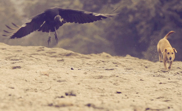 Pothound: un guapo mestizo nos muestra la vida y aventuras de un perro ...