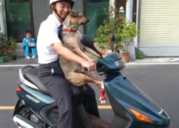 El perro motorista con más estilo (o casi)