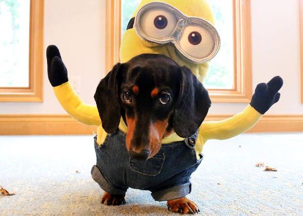 La peculiar batalla de los perros contra... ¡los Minions!