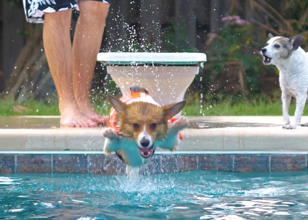 Las mejores "pool parties" caninas, vídeos de perros disfrutando ...