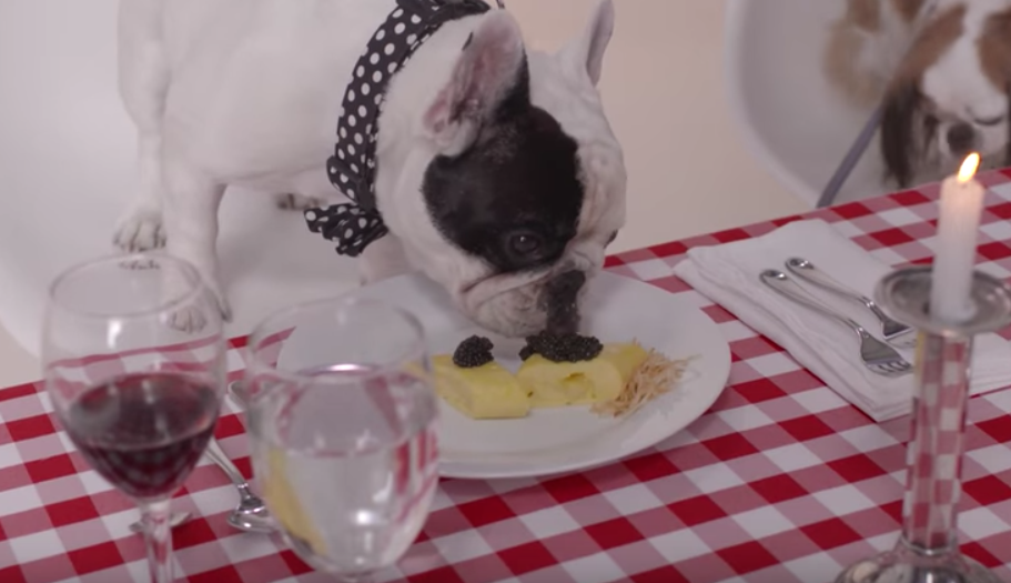 Perros que se sientan a la mesa por una buena causa: cenas de lo más ...