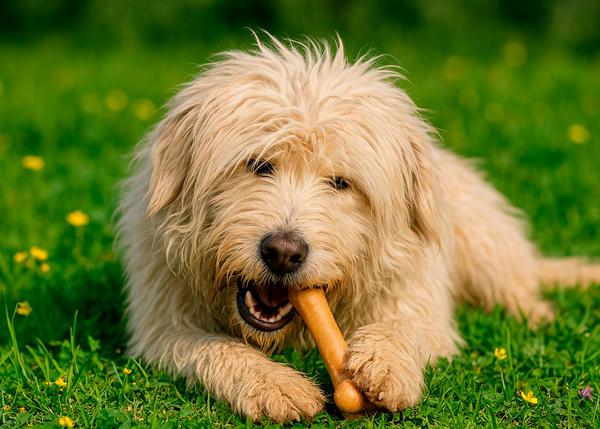 ¿Por qué es tan importante para el bienestar de los perros que puedan ...