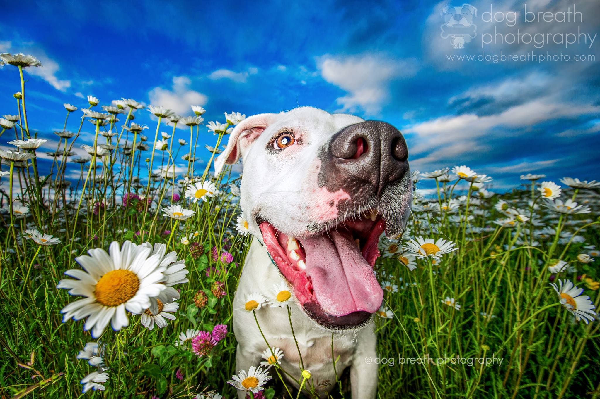 La fotógrafa de las sonrisas caninas que contagian sonrisas a los ...