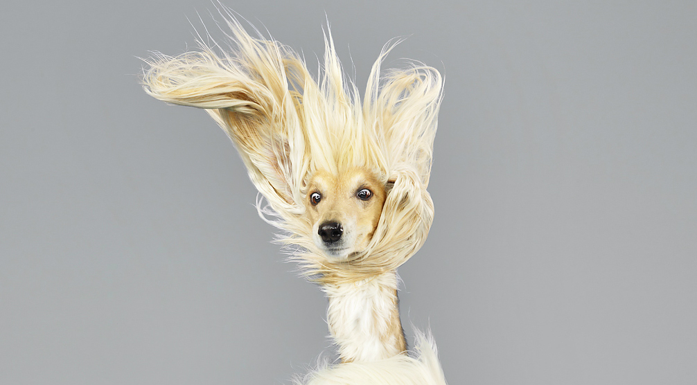 Espectaculares fotos de perros "volando": ¿divertido o excesivo ...