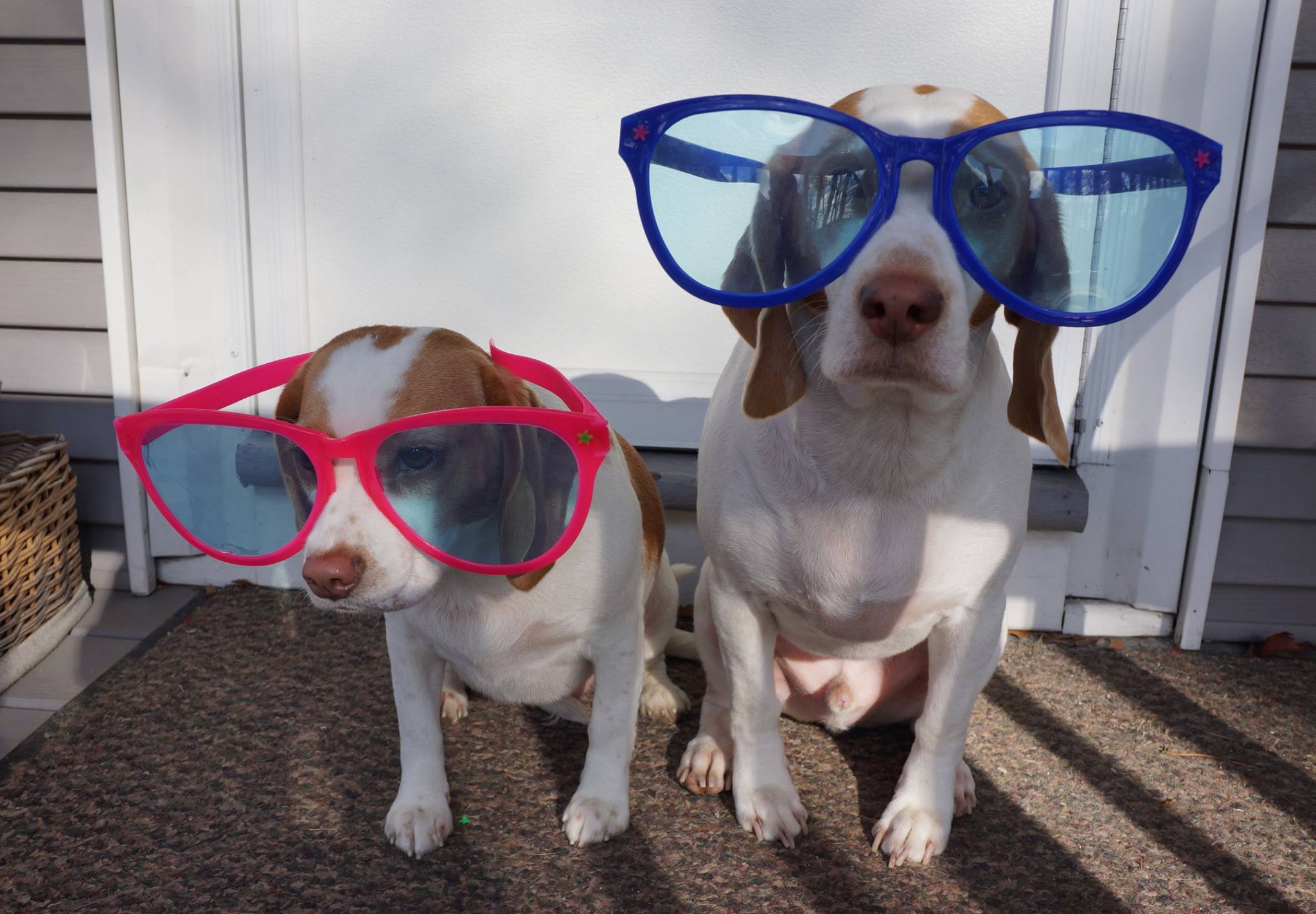 El perro más viral de youtube... Las aventuras cotidianas de Maymo (y ...