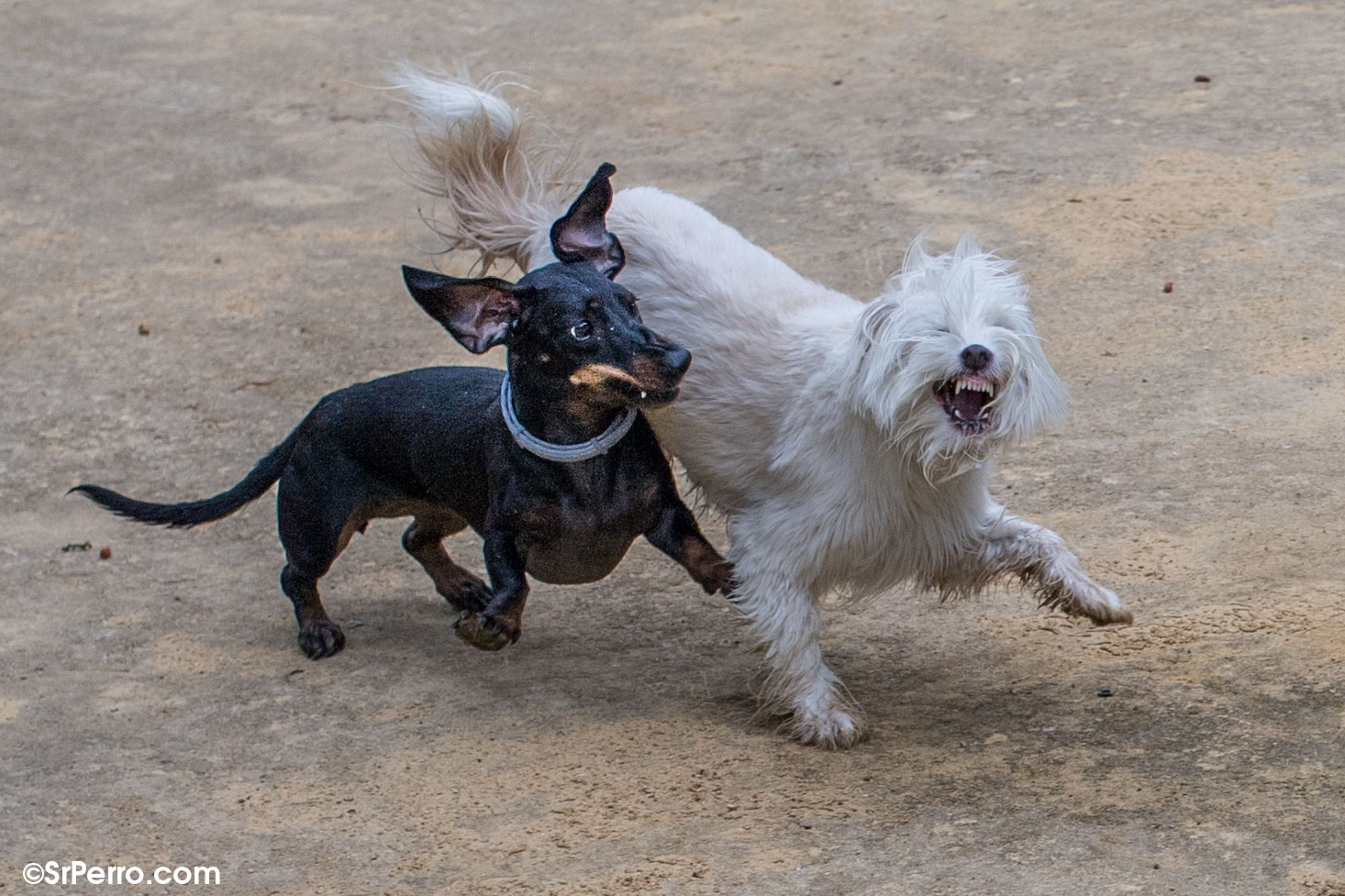 Está Bien Que Los Perros Jueguen A Pelear