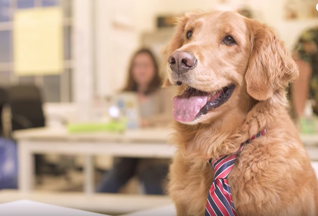 Una empresa de selección de personal especializada en perros para ...