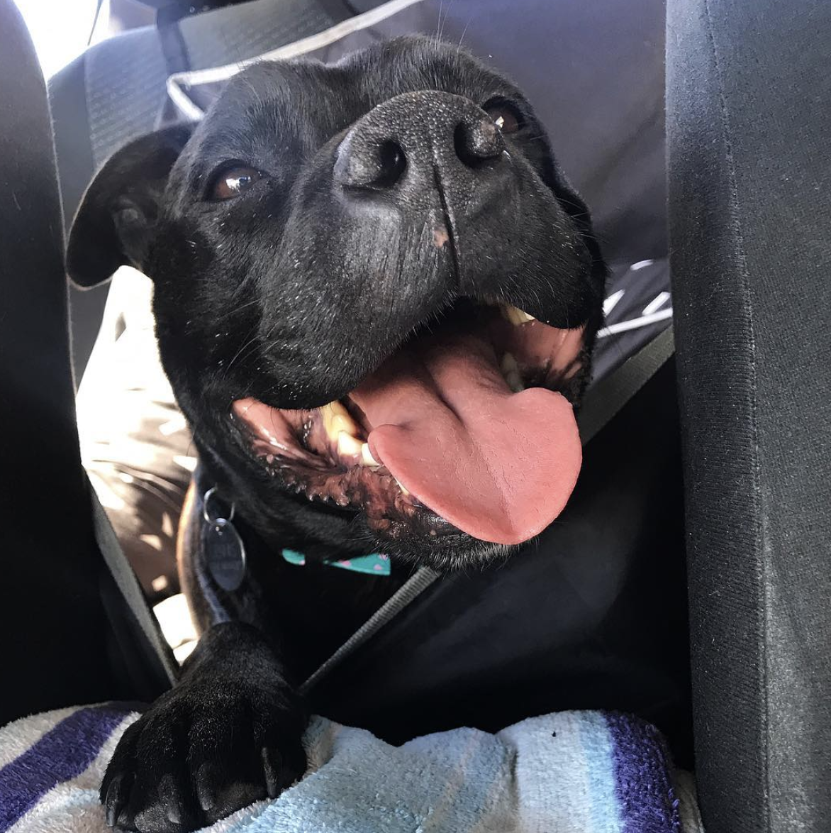 El perro más parlanchín del mundo: un can adoptado y feliz que ¡no para ...