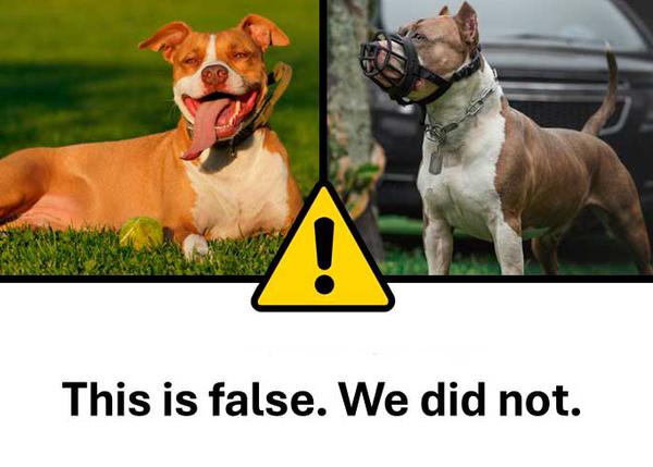 No, los perros Pit Bull no se convierten en más agresivos (que otras ...