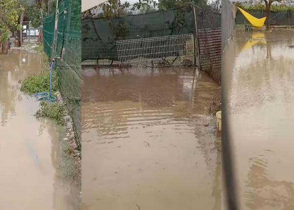 El refugio de Galgos en Familia completamente anegado, necesitan ayuda ...