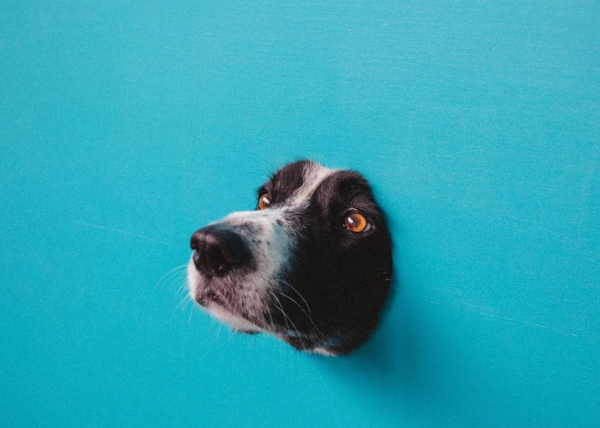 Momo, el perro que se esconde con más arte, listo para su primer plano