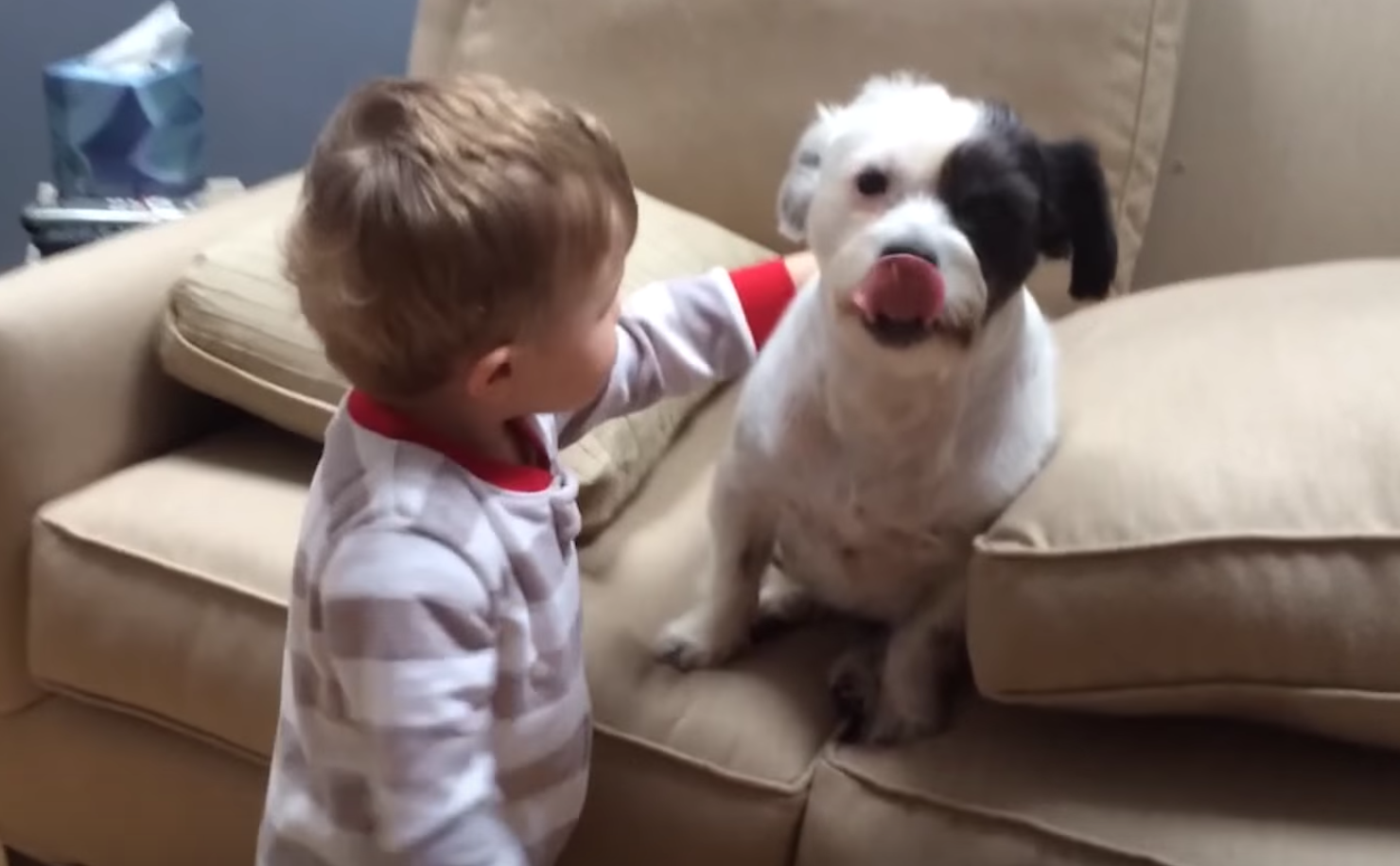 Las Mordeduras Caninas Suelen Ser De Perros Conocidos El Mayor Riesgo
