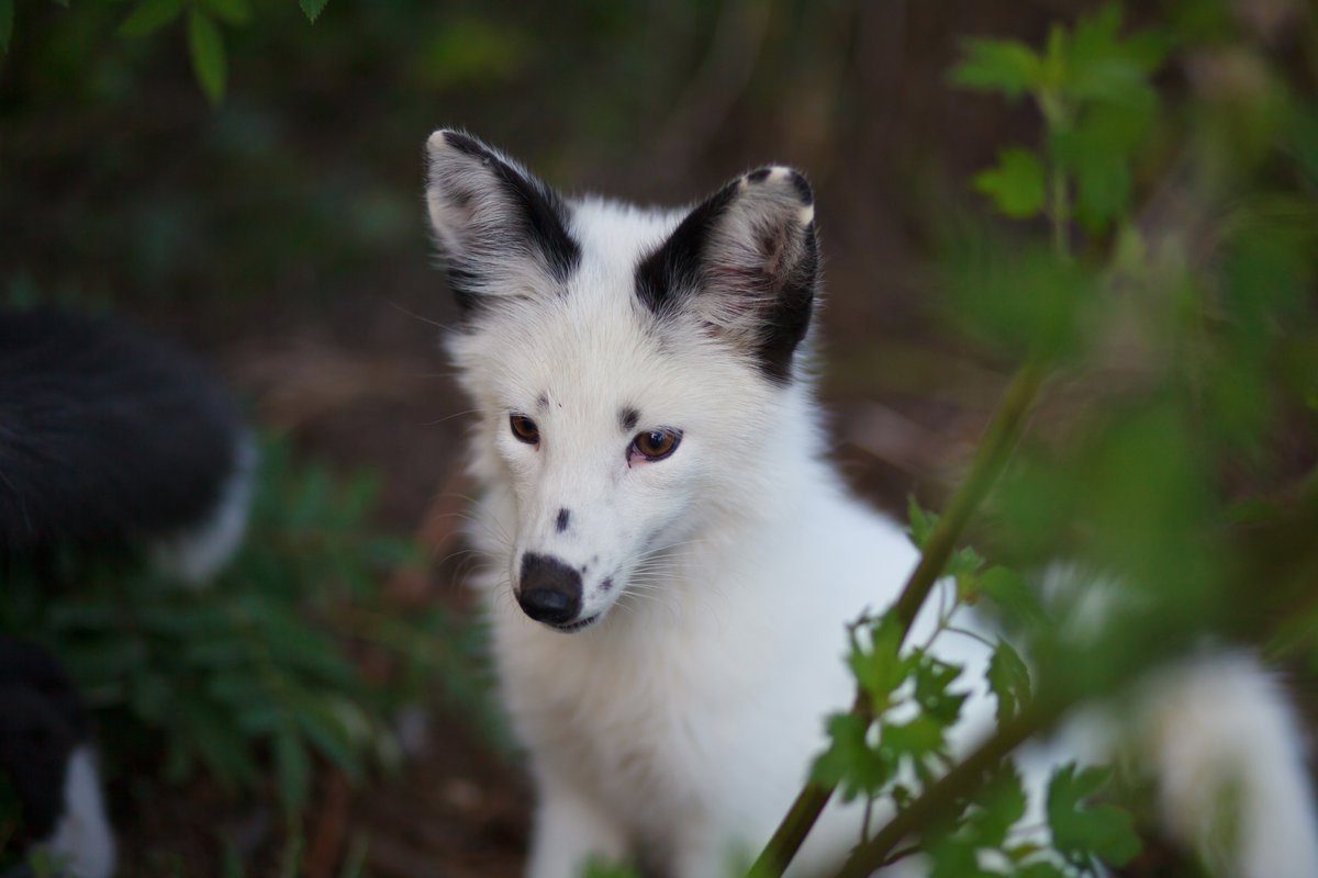 Los zorros que se convirtieron en amigos de los humanos: las claves de ...