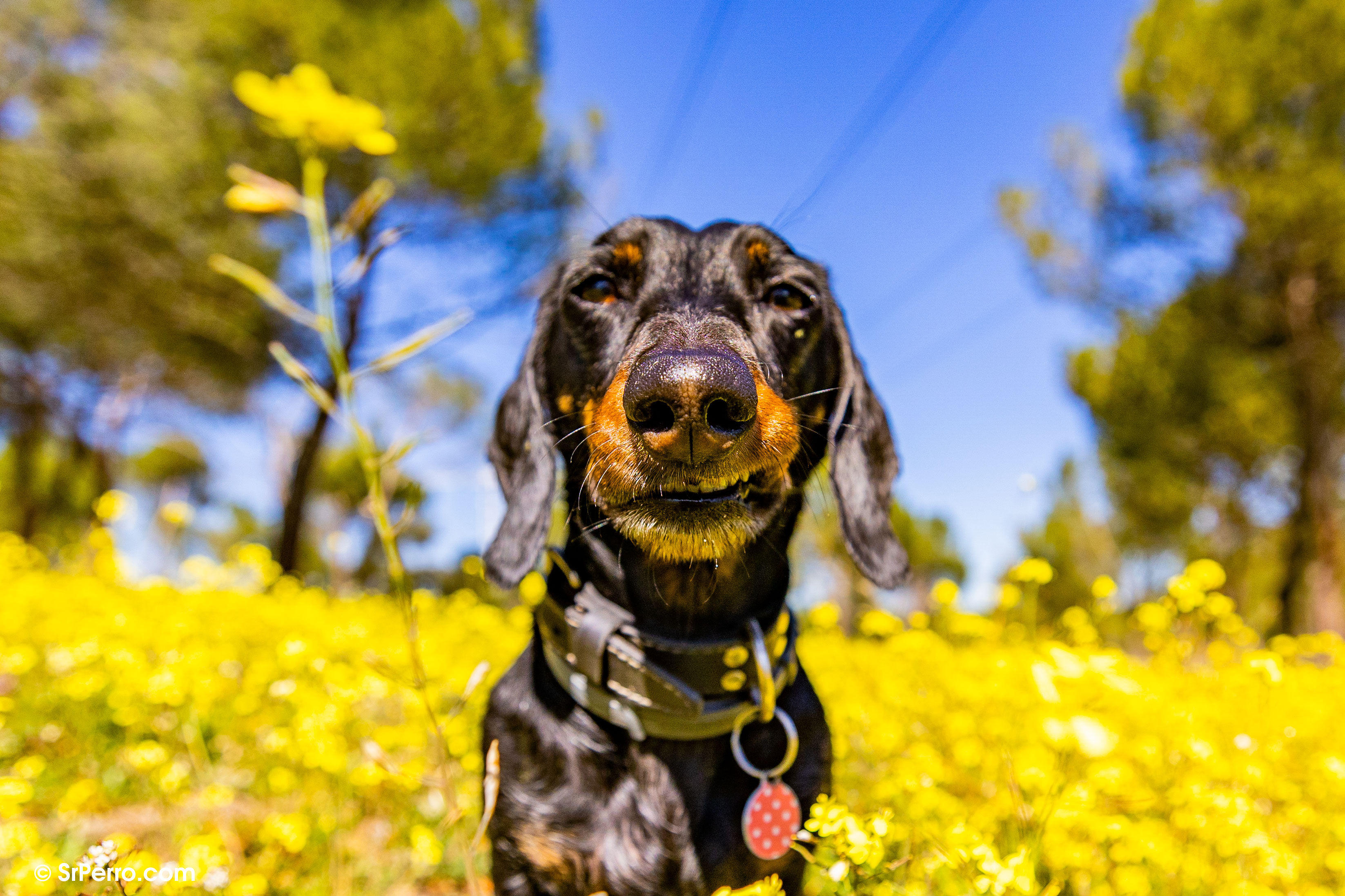 Por Qué Los Perros Olfatean En Los Paseos
