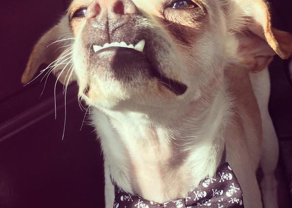 Dientessssss: fotos cómicas y tiernas y simpáticas de perros ...