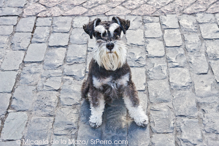 SrPerro con Zar, un Schnauzer mini elegante y simpático