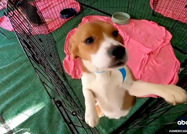(Algunos) perros de laboratorio no están solos: tras una década ...